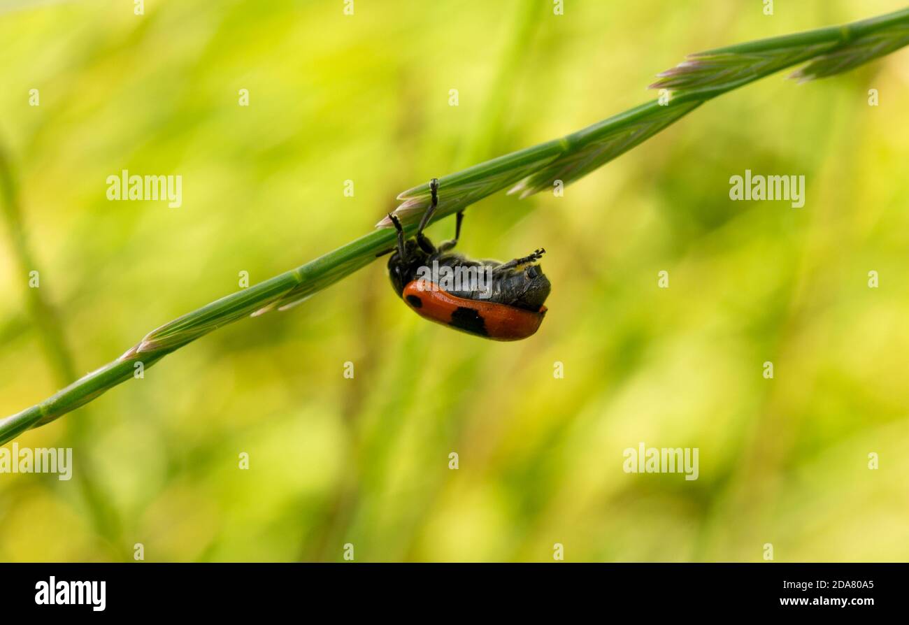Ladybird hanging hi-res stock photography and images - Alamy