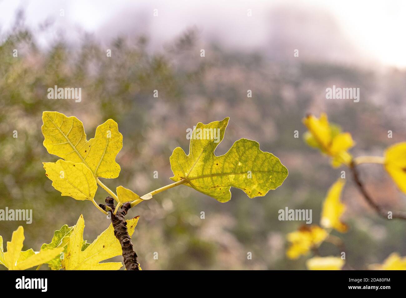 Dry ravine hi-res stock photography and images - Alamy