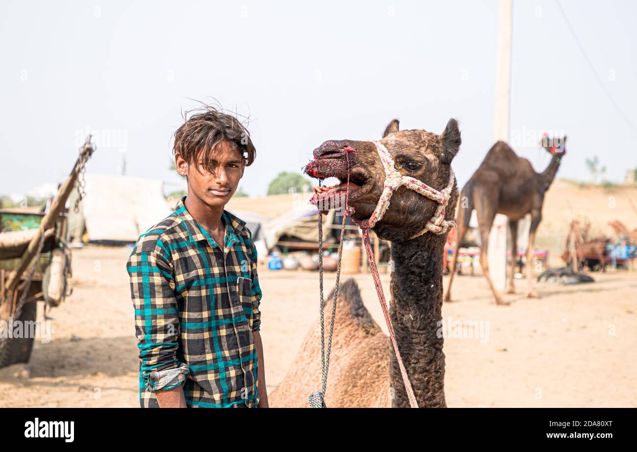 a camel trader with his bled camel at pushkar camel festival Stock ...