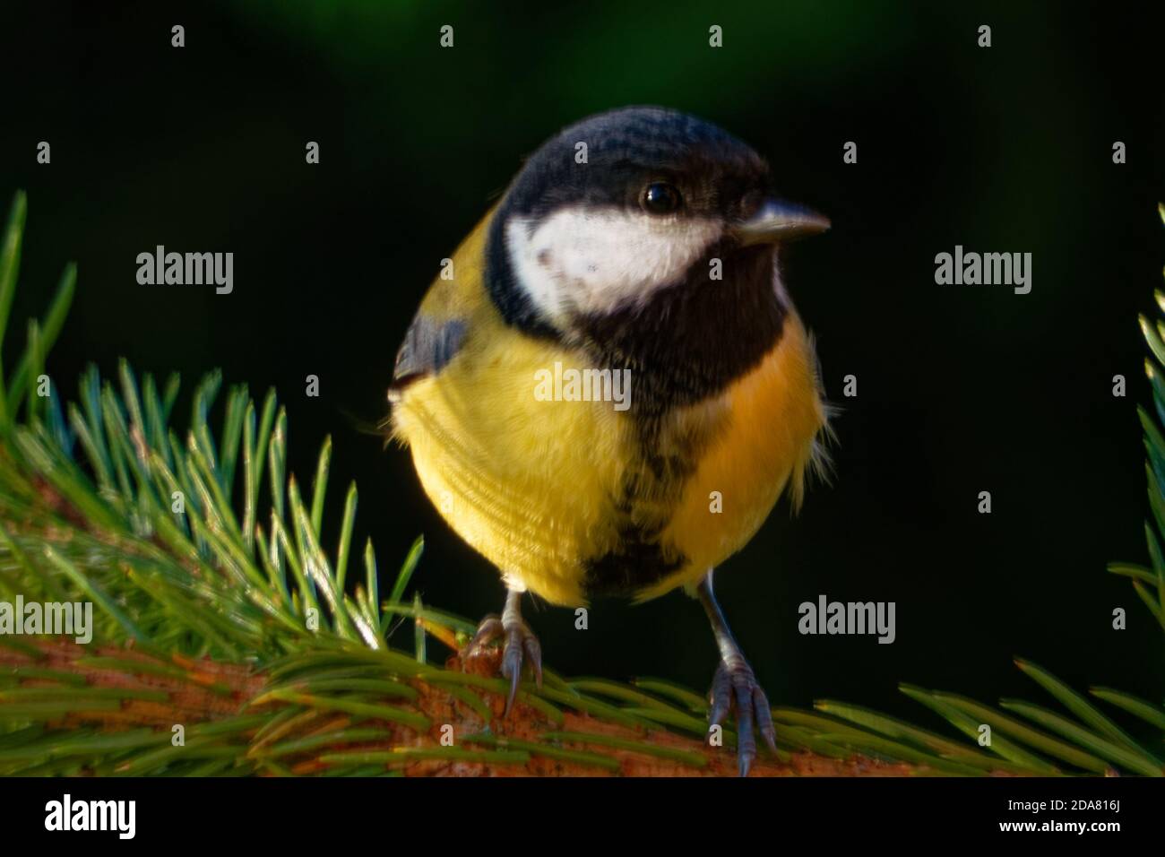 Great tit (Parus major) is a passerine bird in the tit family Paridae ...