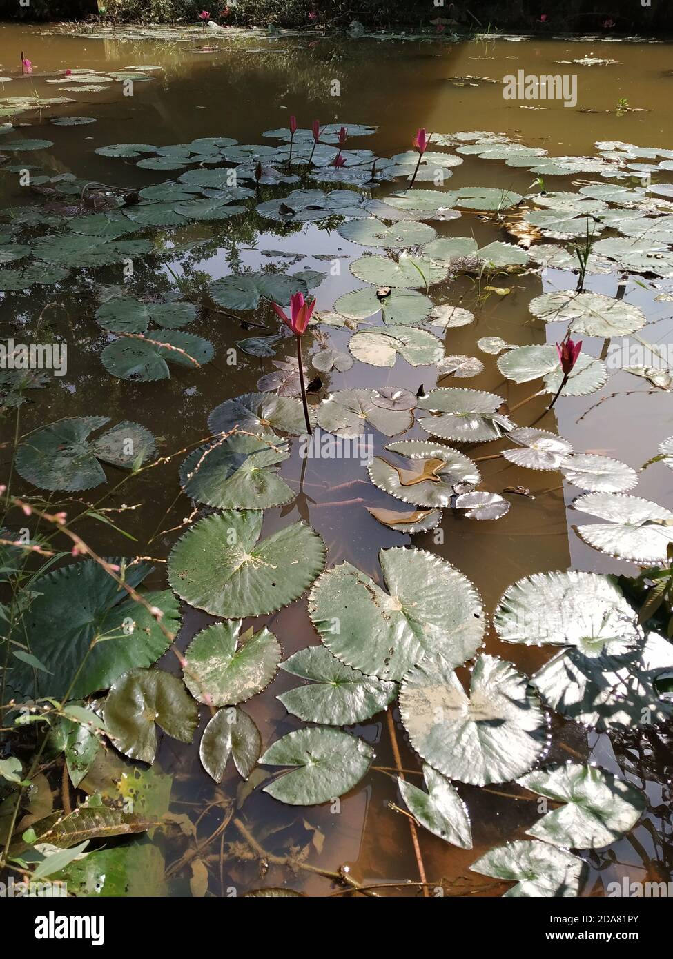 Padma flower hi-res stock photography and images - Alamy