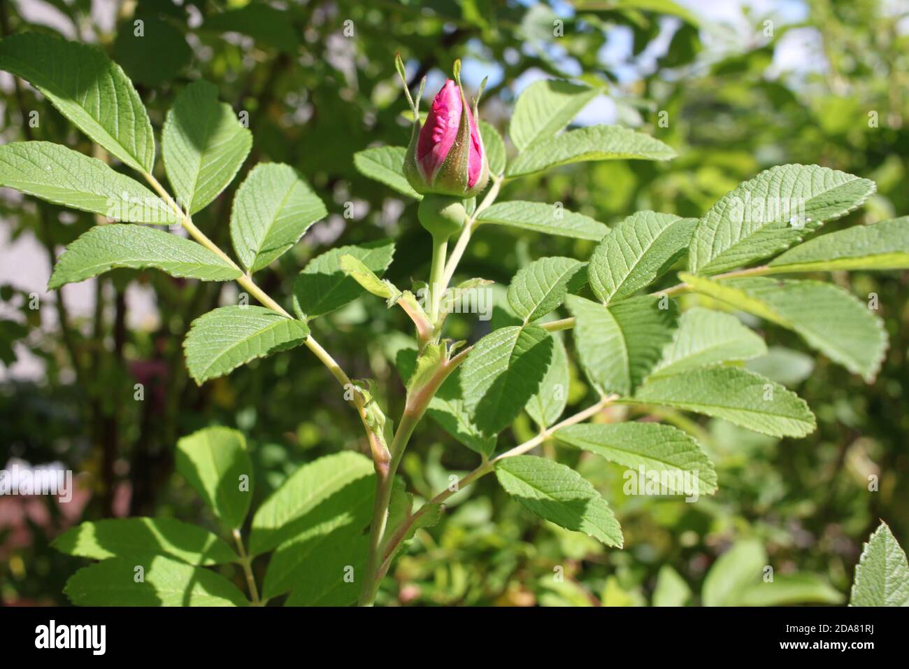 Rose buds tattoo hi-res stock photography and images - Alamy