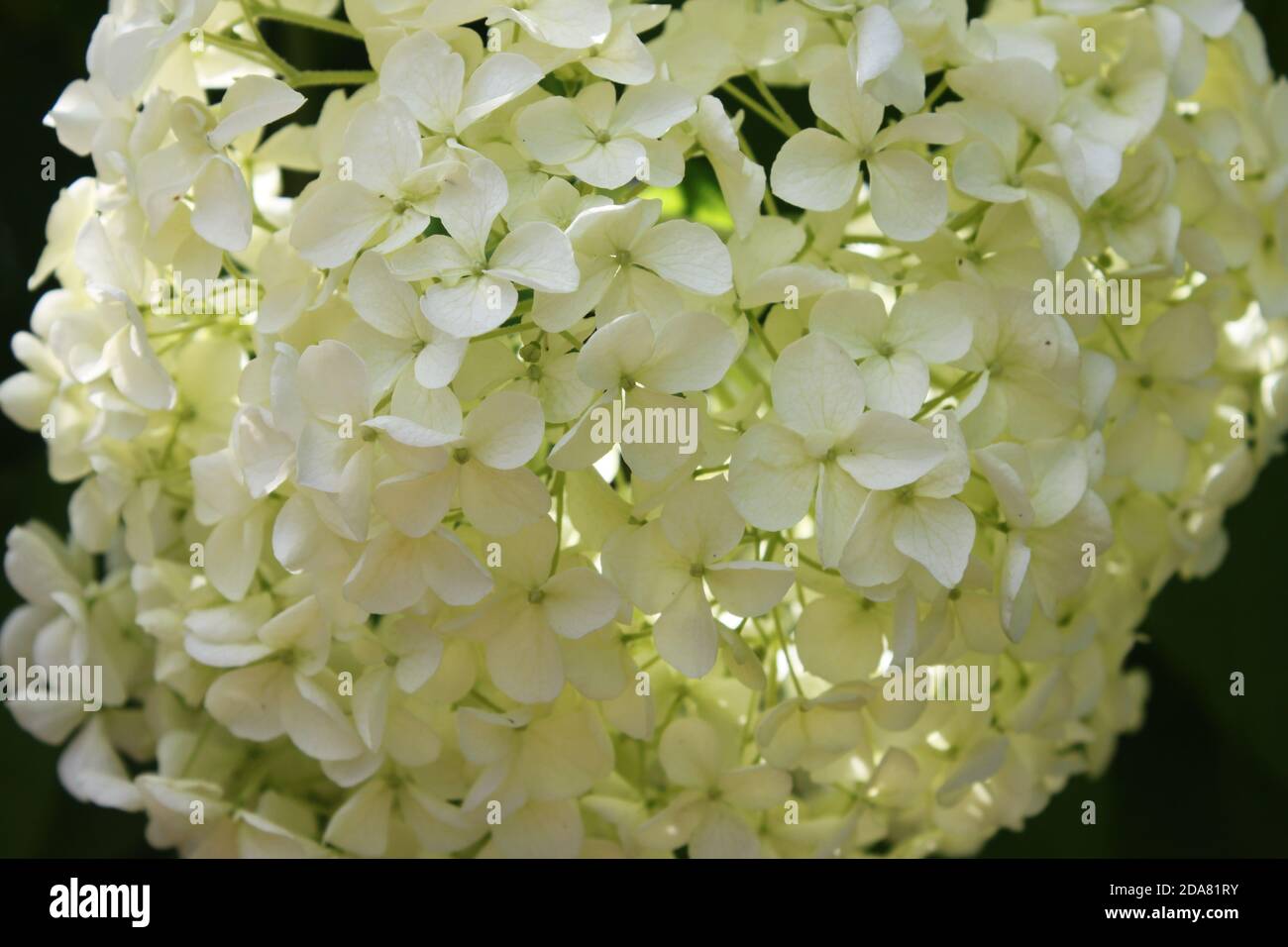 Chelsea Flower Show White Hydrangea High Resolution Stock Photography ...