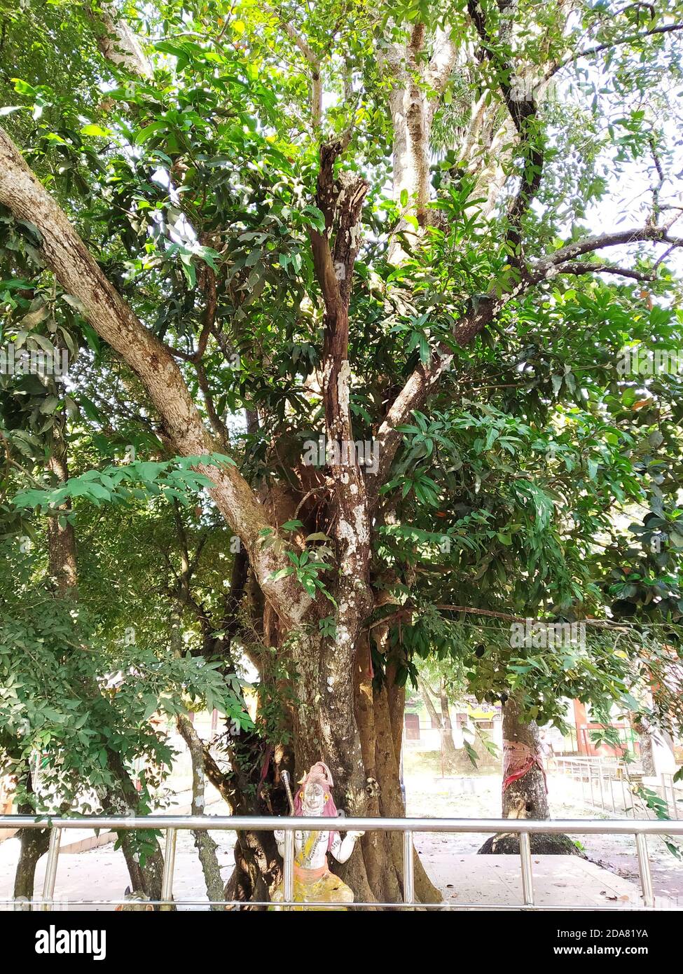 Banyan tree puja hi-res stock photography and images - Alamy