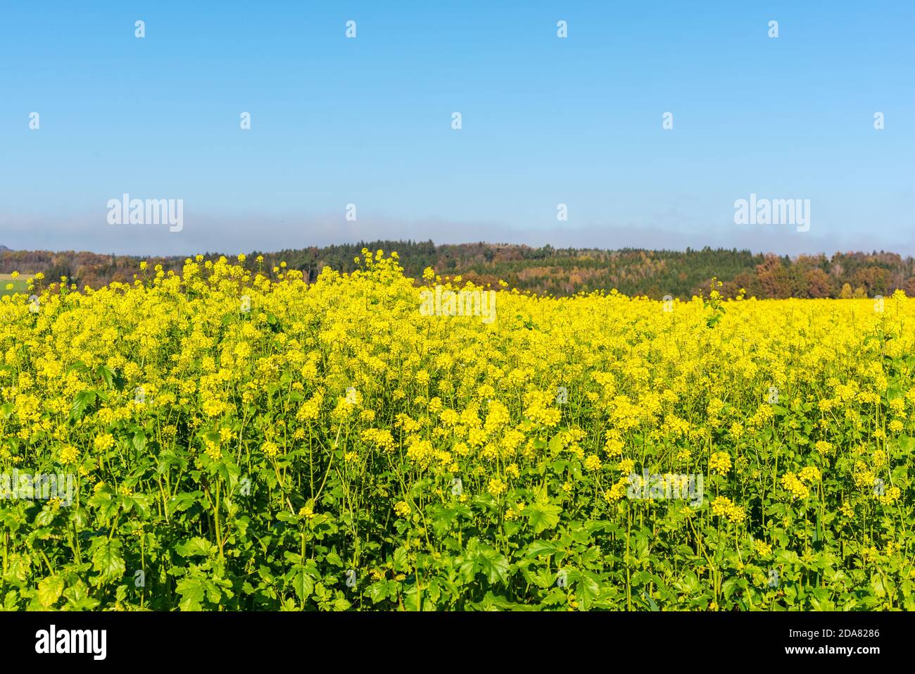 Beautiful shot mustard field hi-res stock photography and images - Alamy