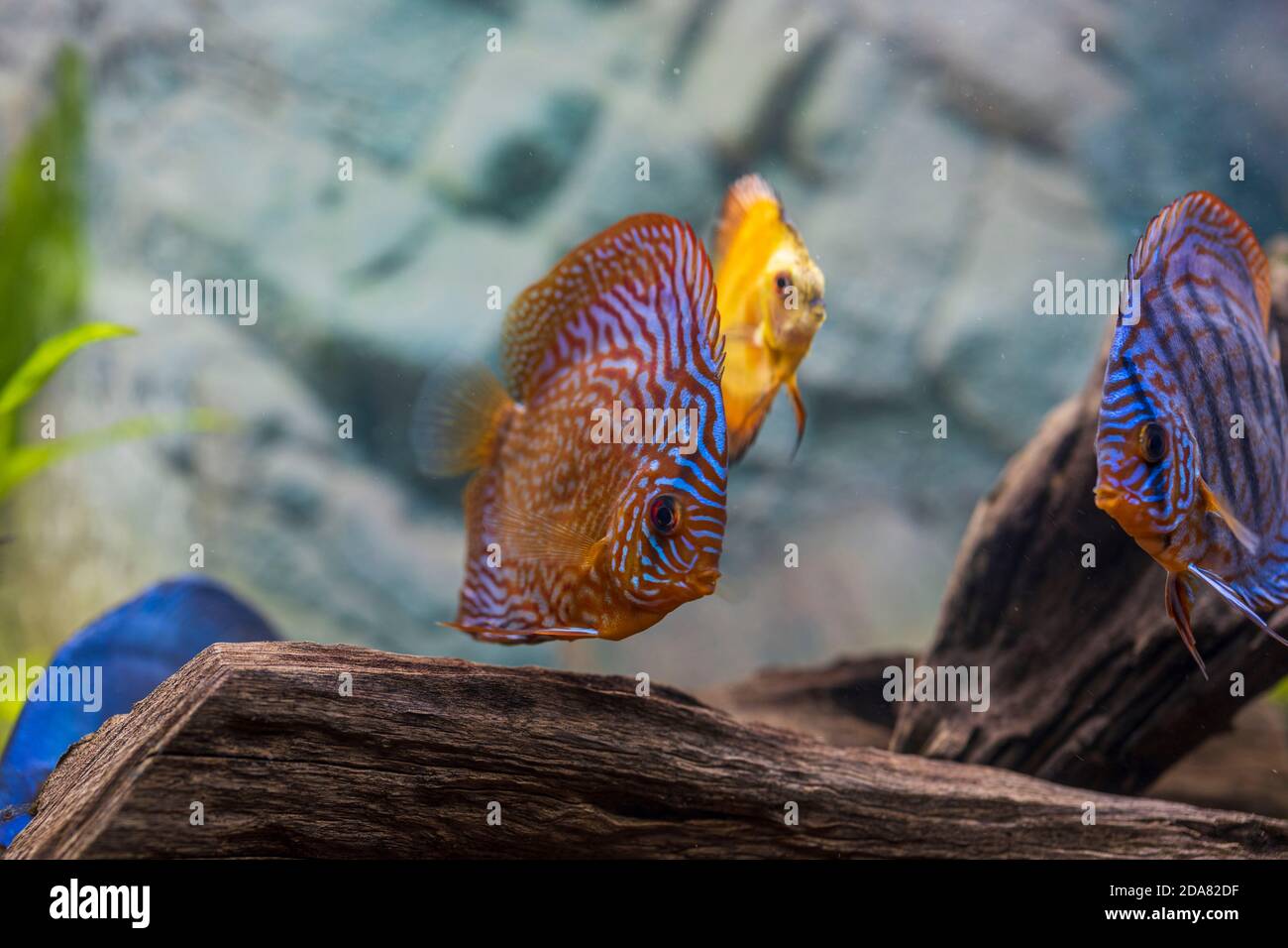 View of discus fish swimming in planted aquarium. Tropical fishes ...