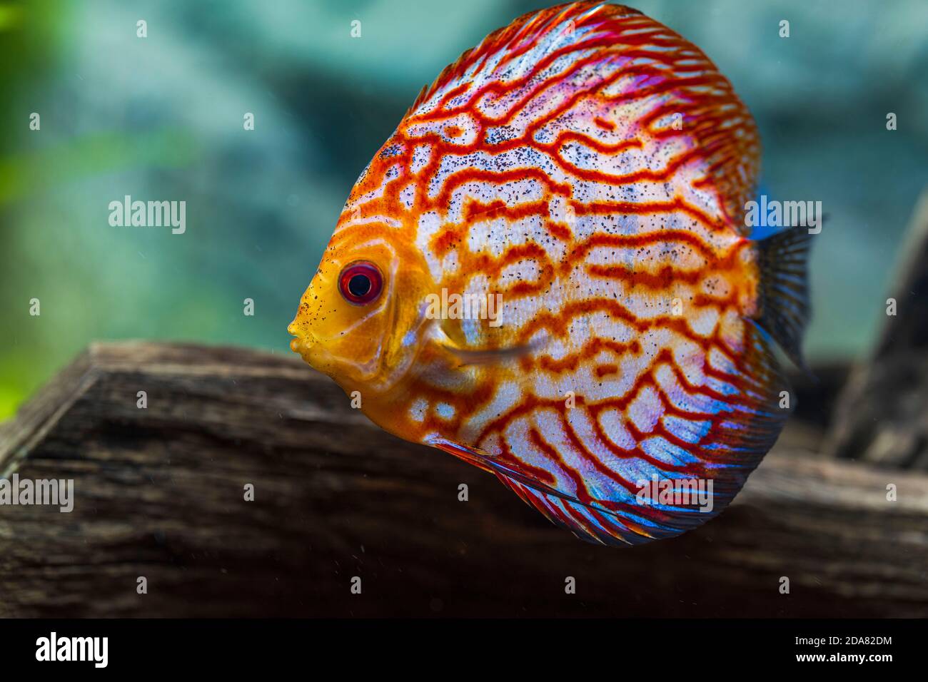 Close up view of gorgeous checkerboard red map discus aquarium fish ...