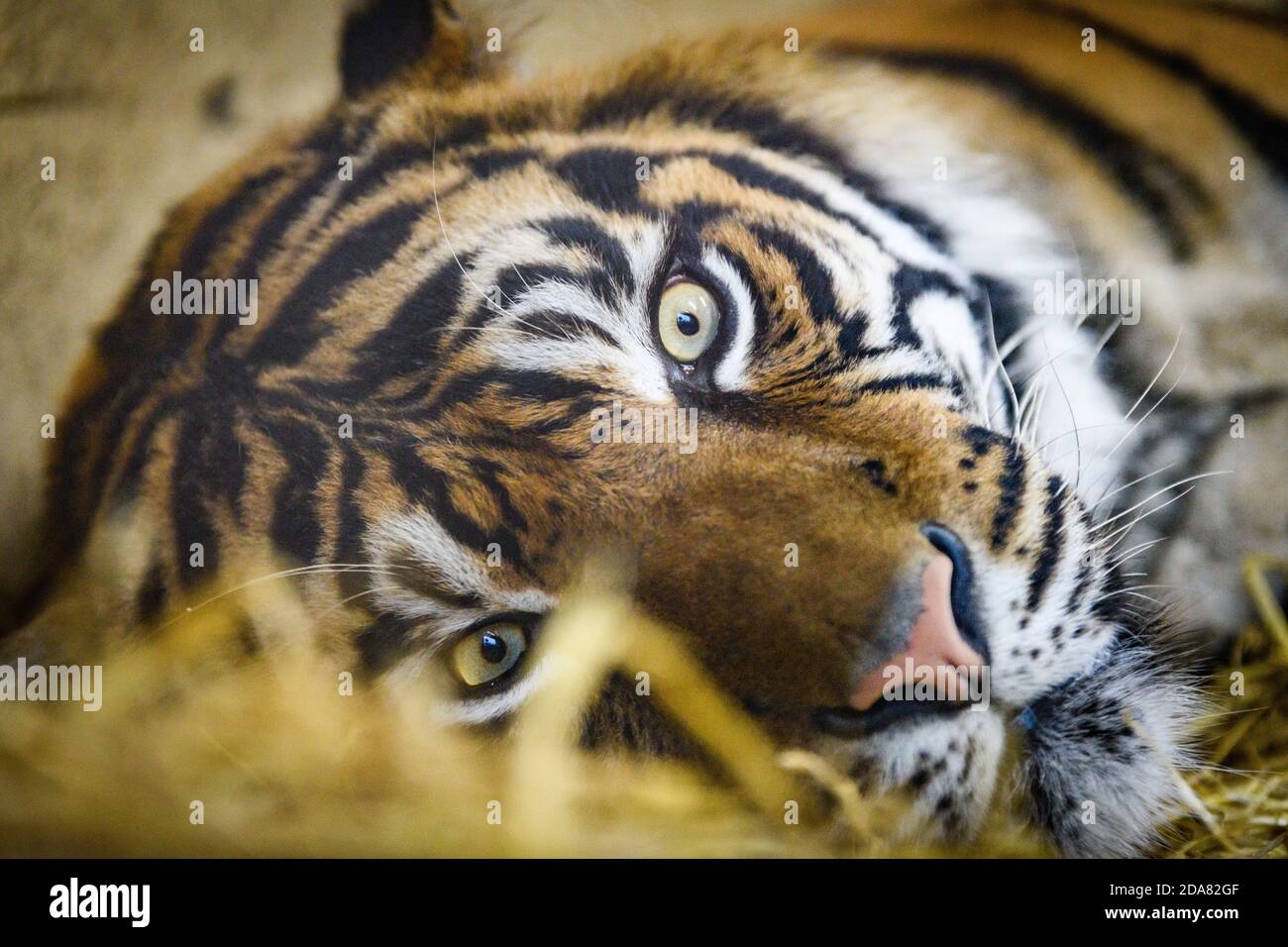 Lucu hi-res stock photography and images - Alamy