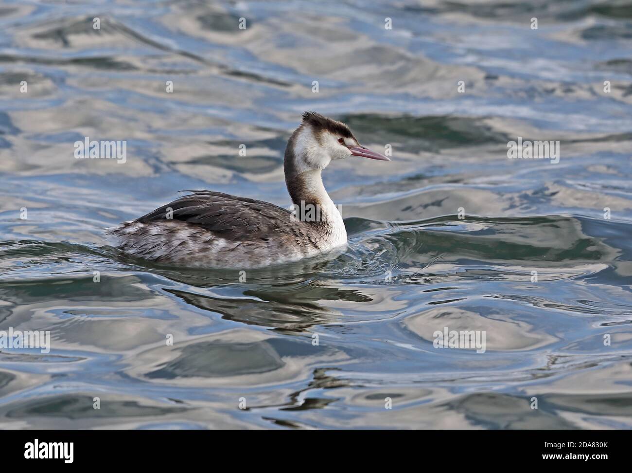 Great crested grebe winter plumage hi-res stock photography and images ...