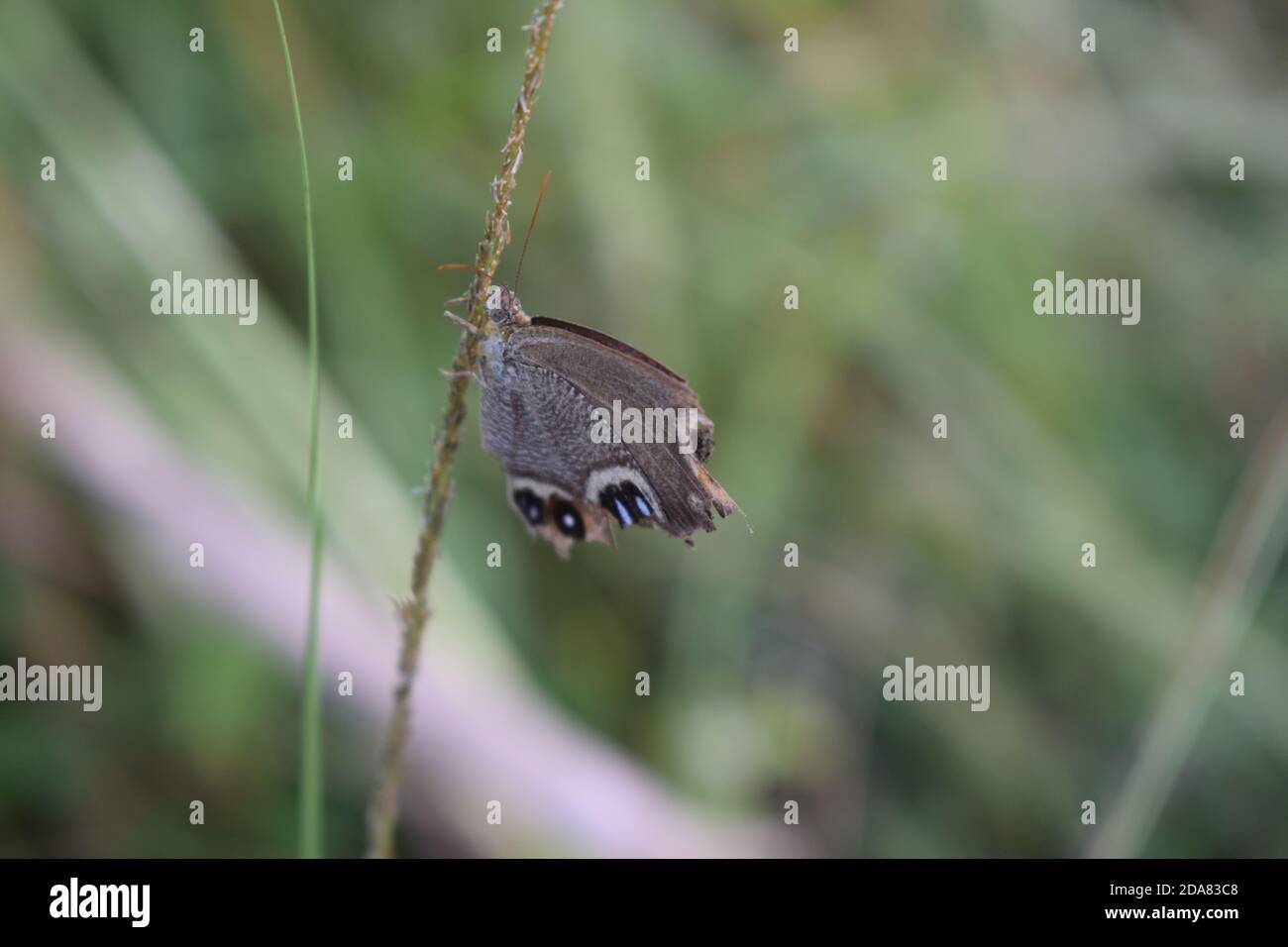 Grey hairstreak butterfly hi-res stock photography and images - Alamy
