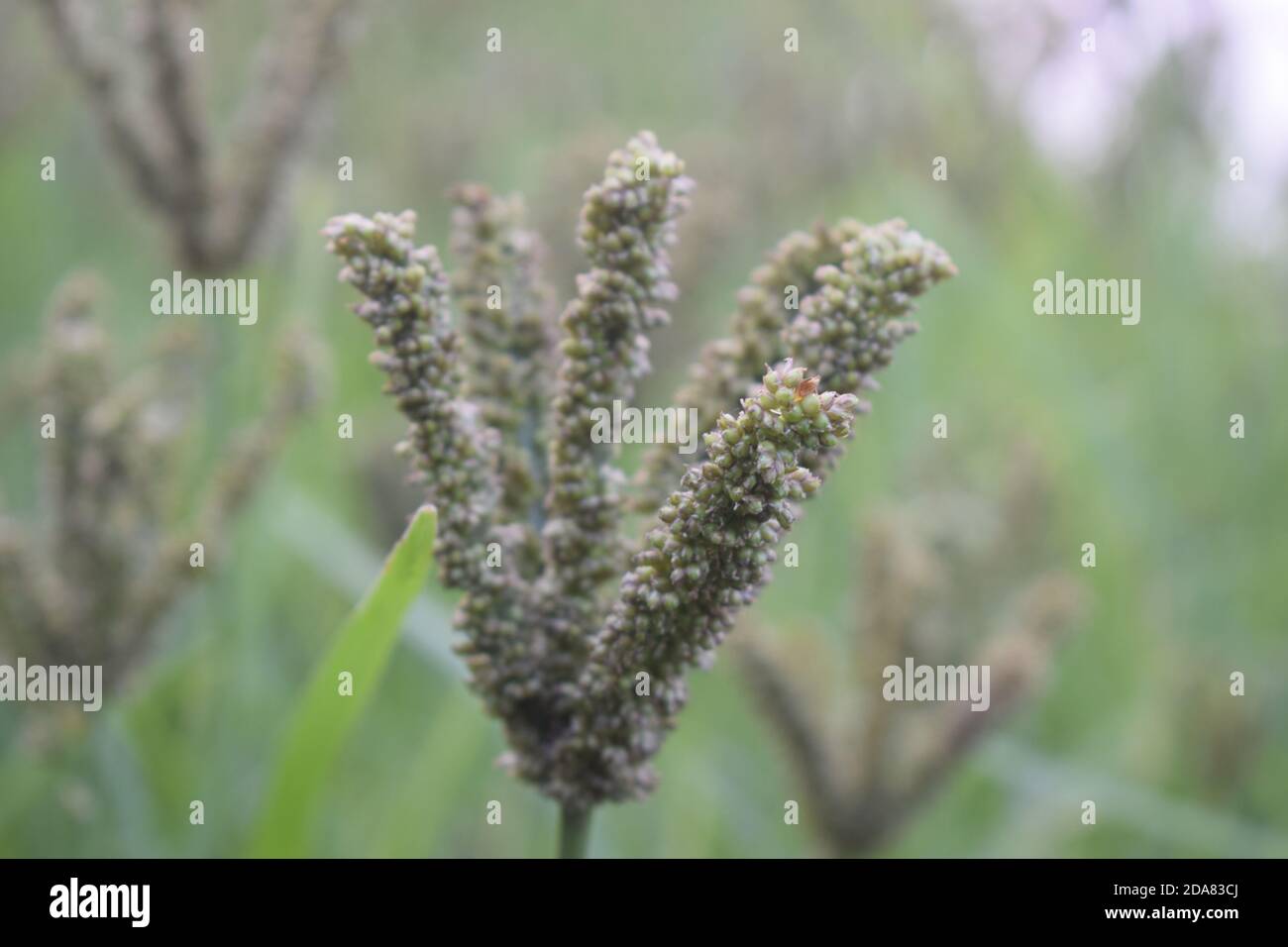finger millet ( Raagi ) photo with blur background Stock Photo - Alamy
