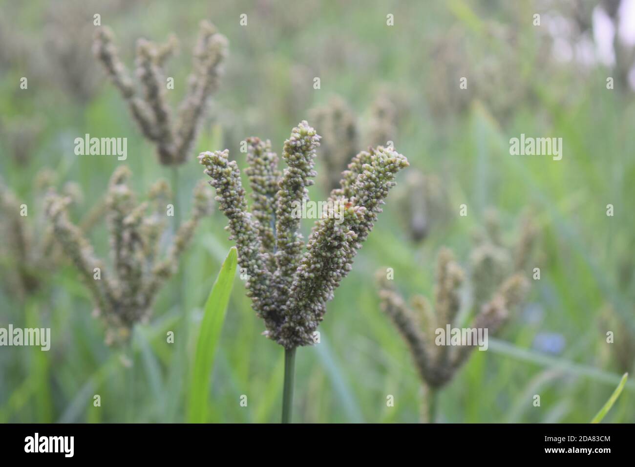 finger millet ( Raagi ) photo with blur background Stock Photo - Alamy