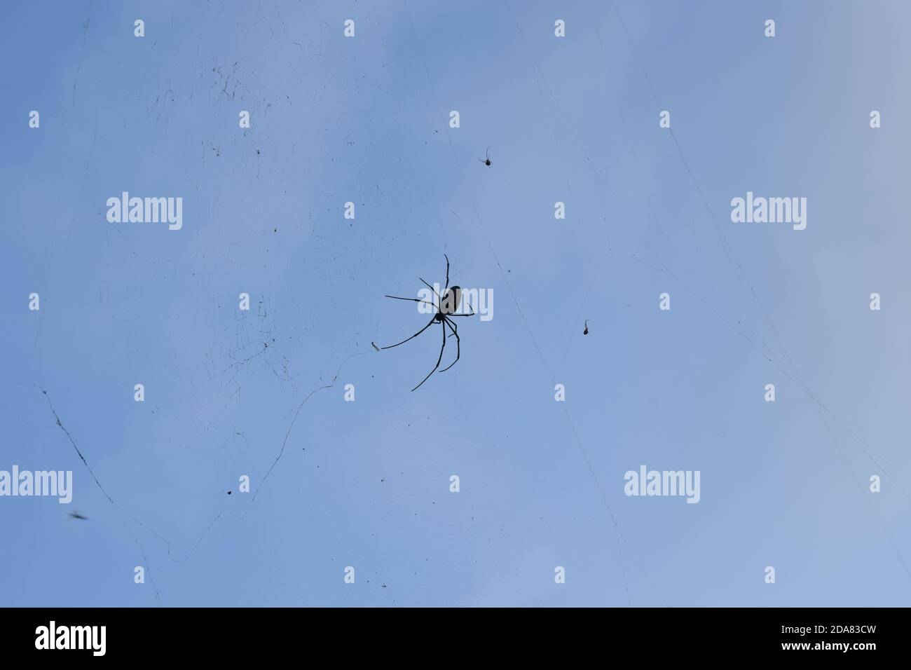 Spider webs with spiders are hanging in the sky Stock Photo - Alamy