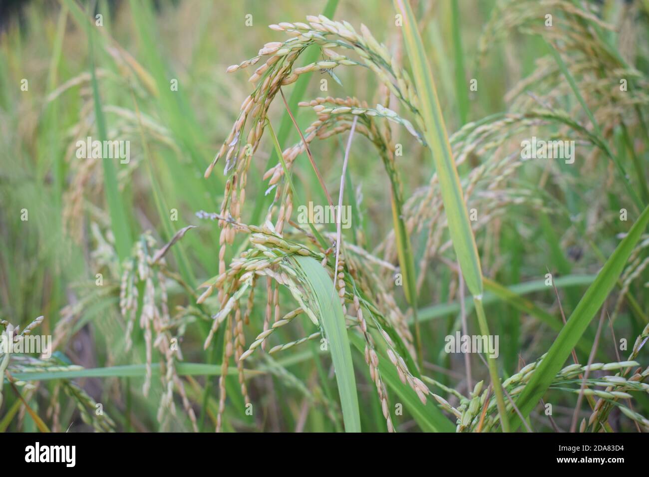 Gold paddy rice on white hi-res stock photography and images - Alamy