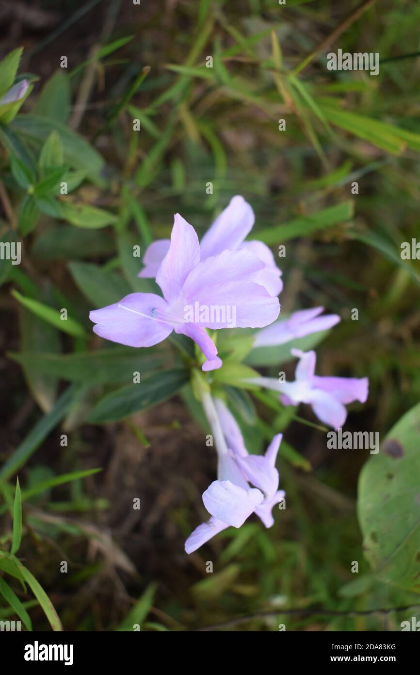 white color flower Photo taken from close Stock Photo - Alamy
