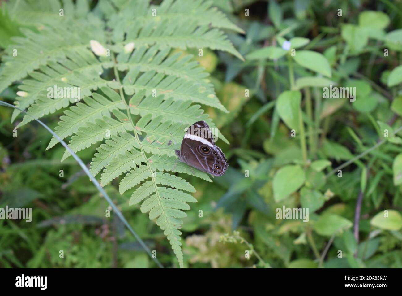 Gray butterfly hi-res stock photography and images - Alamy