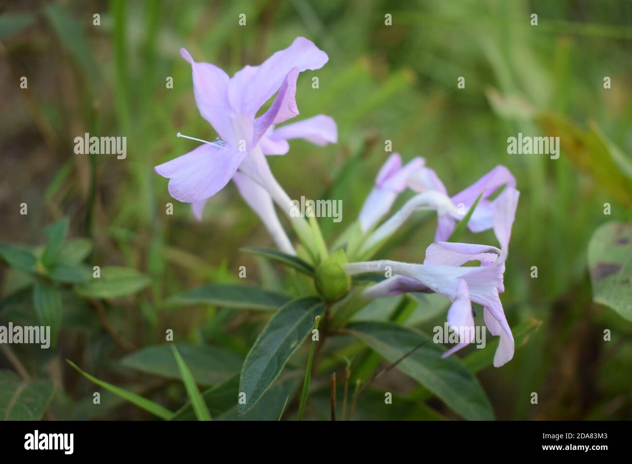 white color flower Photo taken from close Stock Photo - Alamy