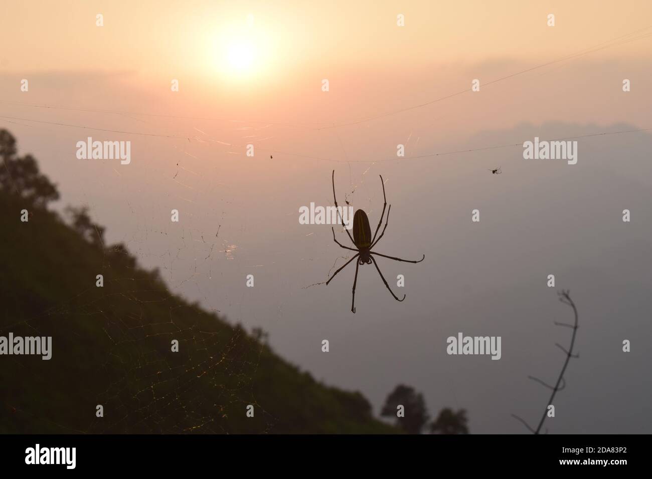 Photo of sunset with spider and spider wives Stock Photo - Alamy