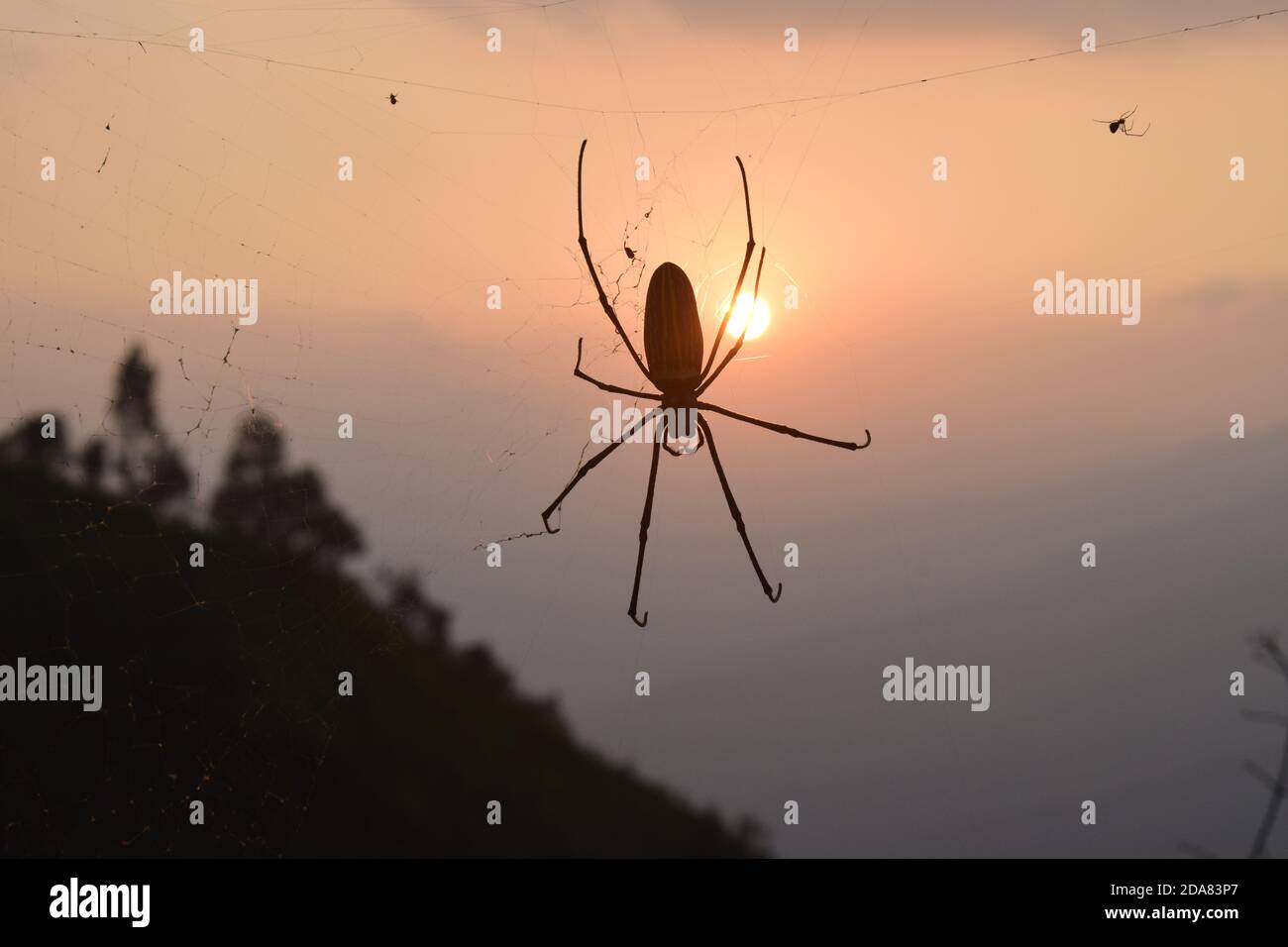 Photo of sunset with spider and spider wives Stock Photo - Alamy