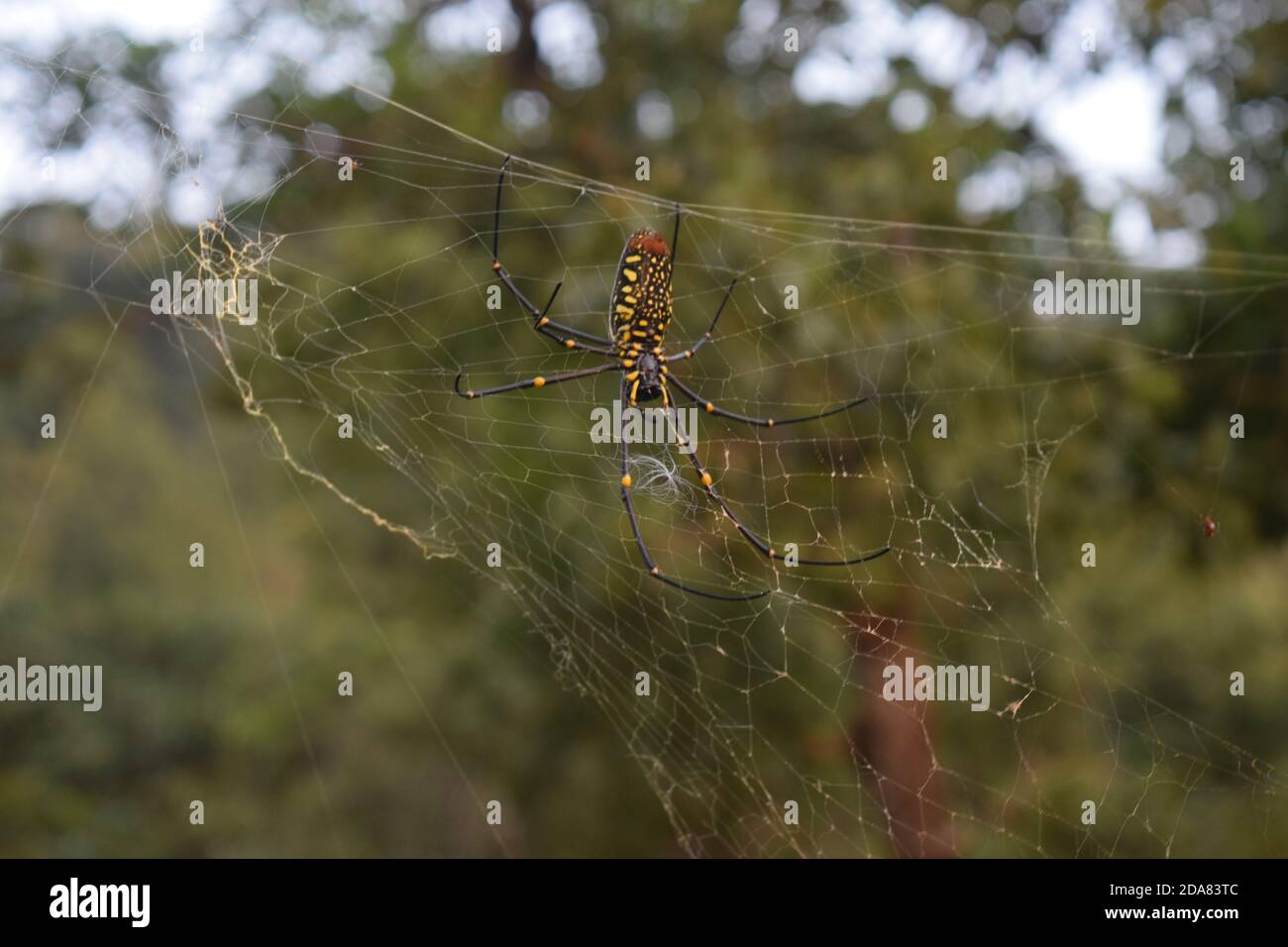 Big spider on a web. Vietnam, Dalat. beautiful small bokeh Stock Photo ...