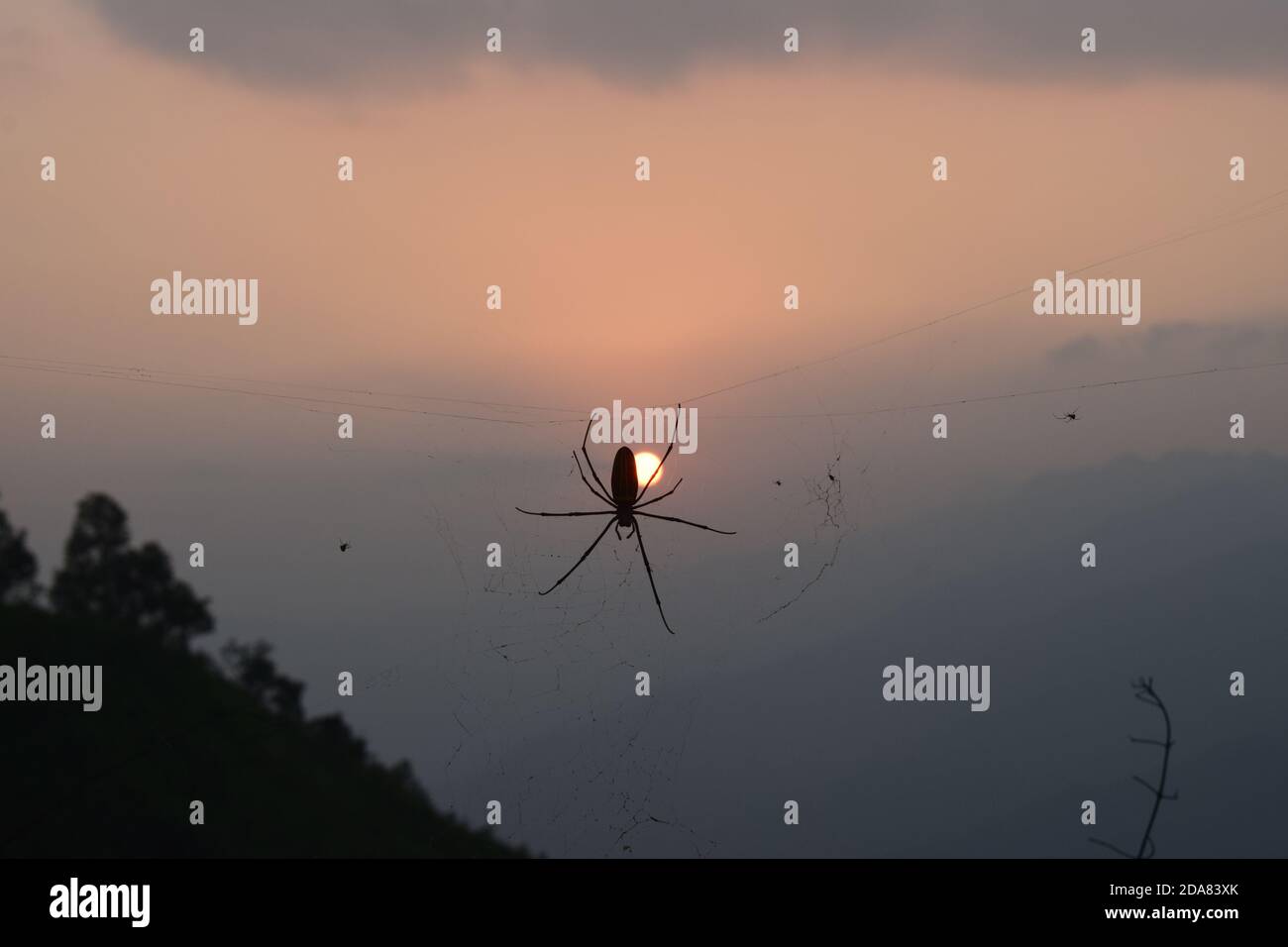 Isolated spider silhouette with sunset background Stock Photo - Alamy