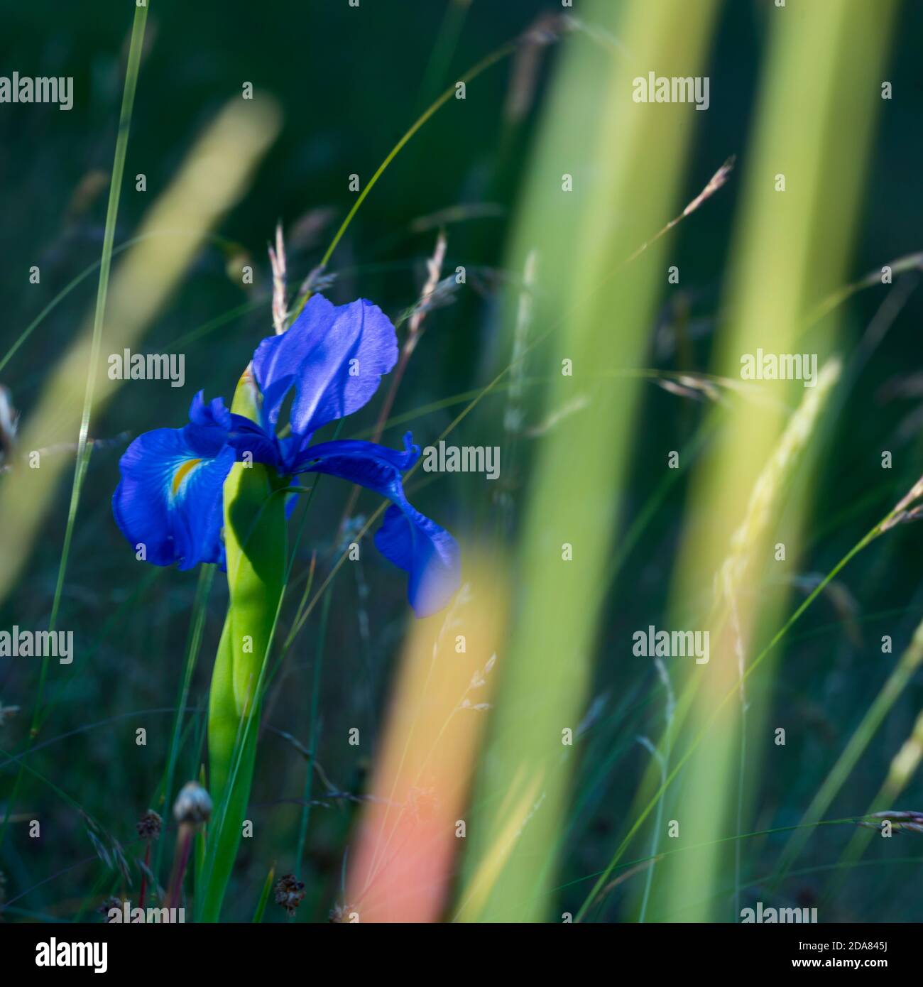 Iris y lirio hi-res stock photography and images - Alamy