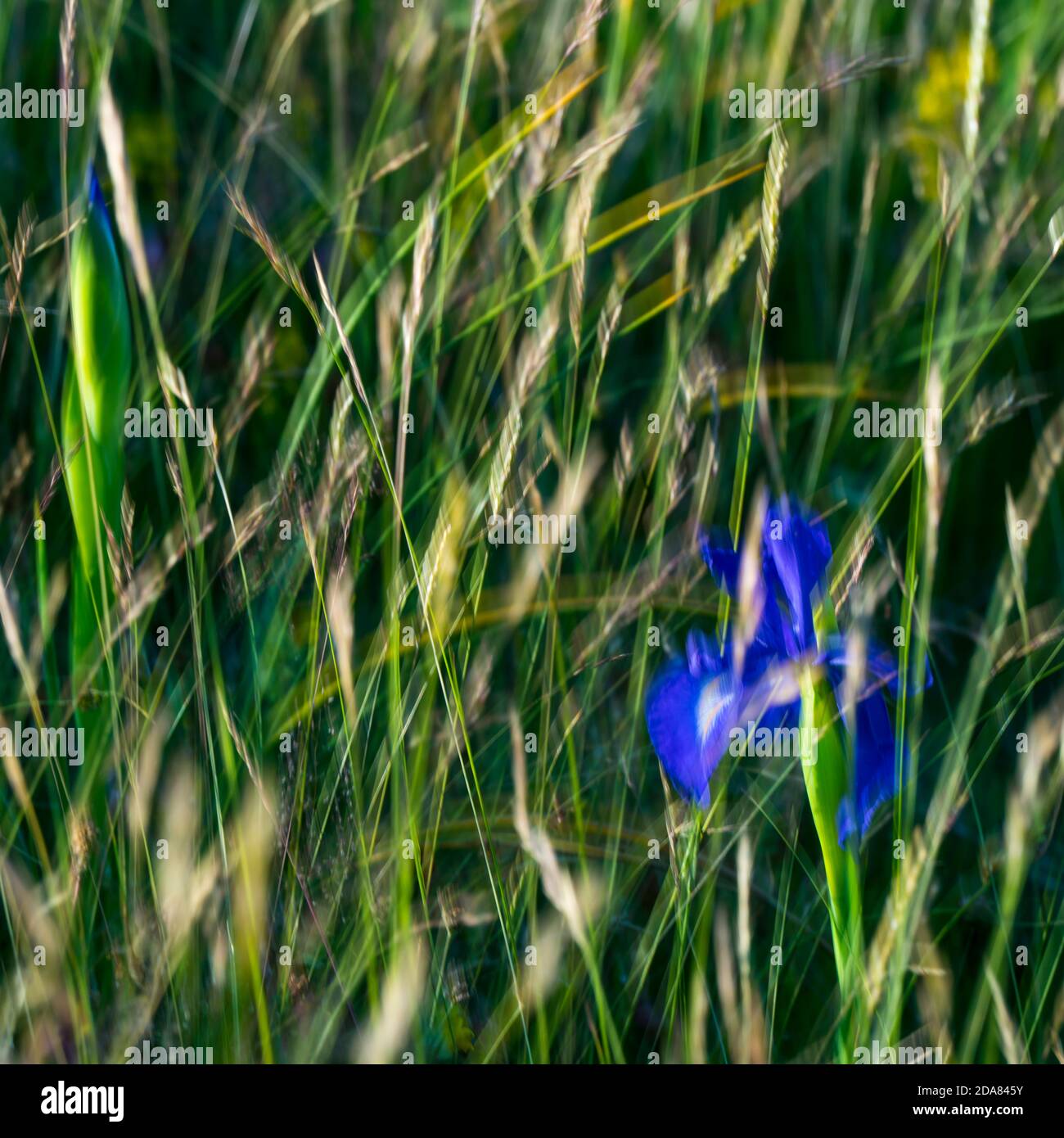 Iris y lirio hi-res stock photography and images - Alamy