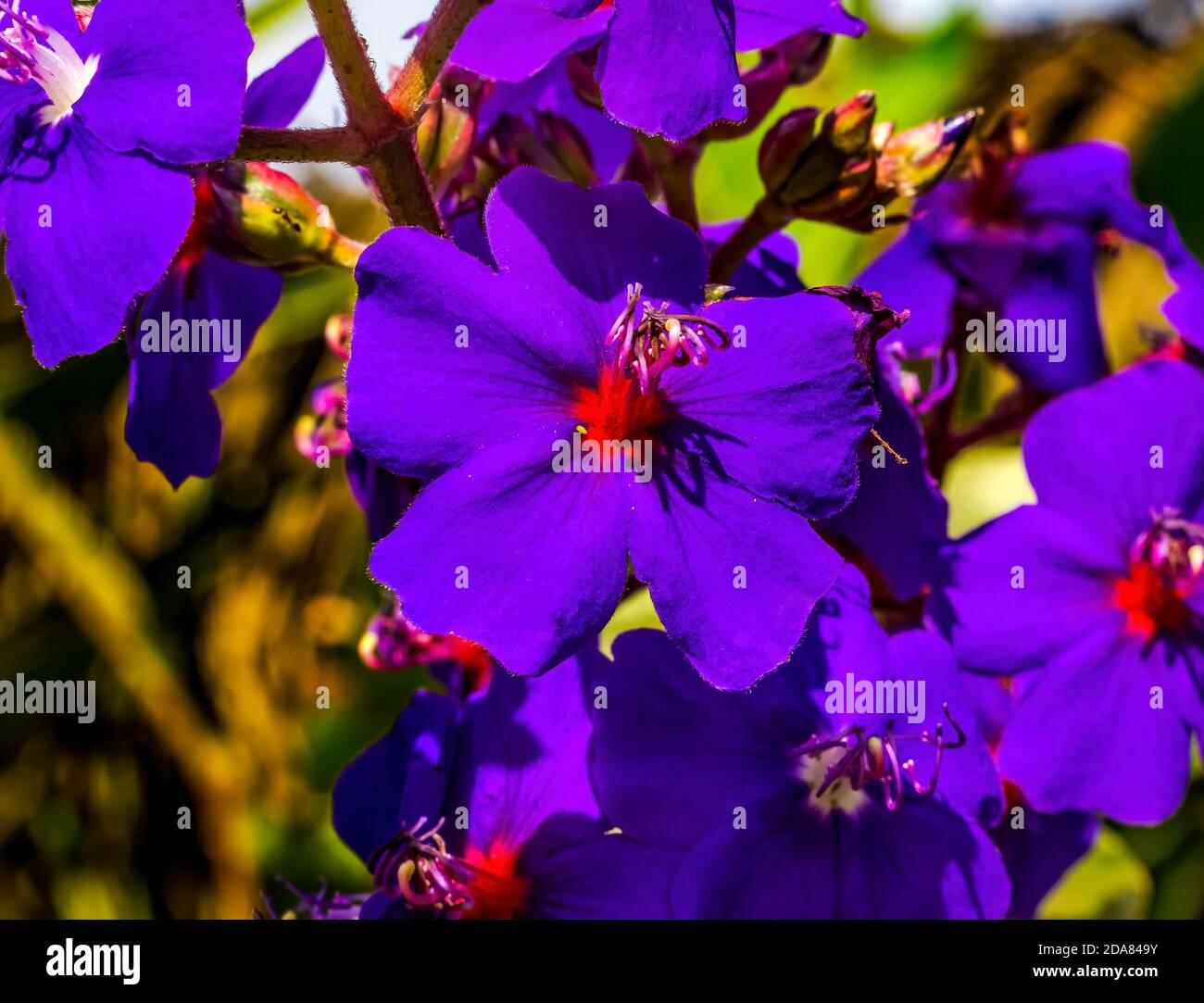 Purple and red flowers hi-res stock photography and images - Alamy