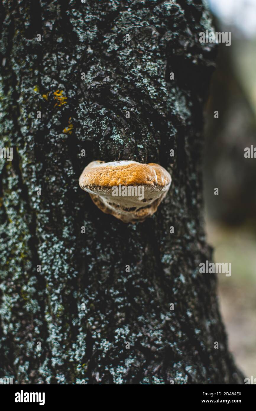 Tree mushroom dark and moody effect Stock Photo - Alamy
