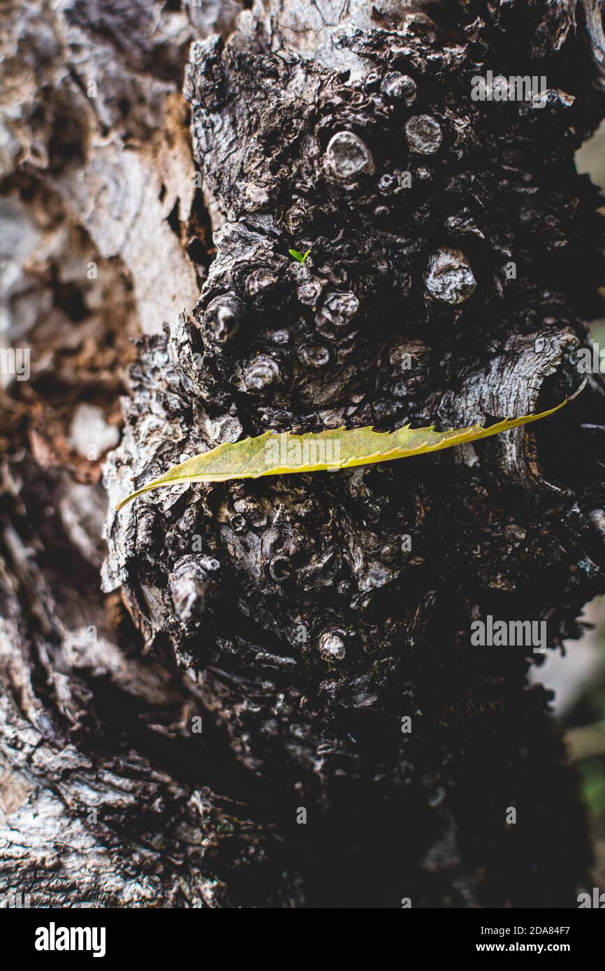 Green leaf on tree trunk and a small young sprouting sprout dark and ...