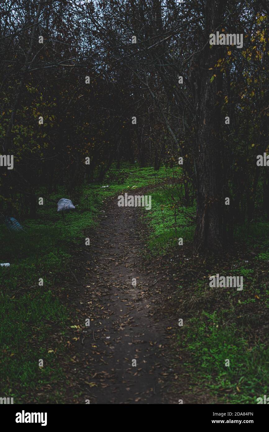 Path inside forest hi-res stock photography and images - Alamy