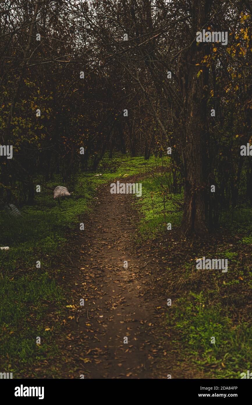 Path inside forest hi-res stock photography and images - Alamy