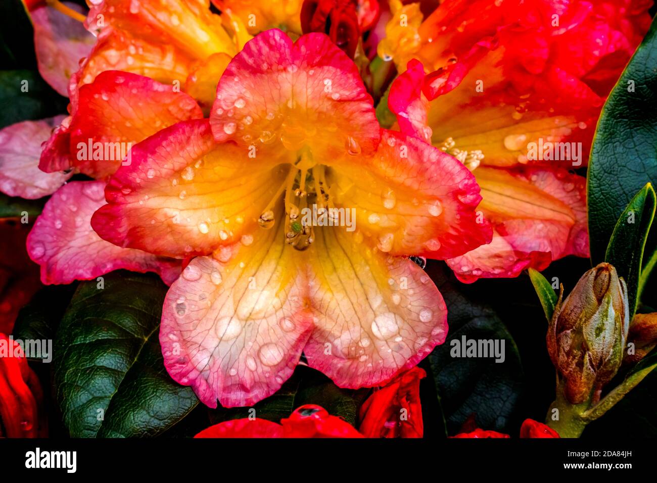 Pink Orang Peach Rhododendron Bush Blooming in Rain Macro. Named Neon ...