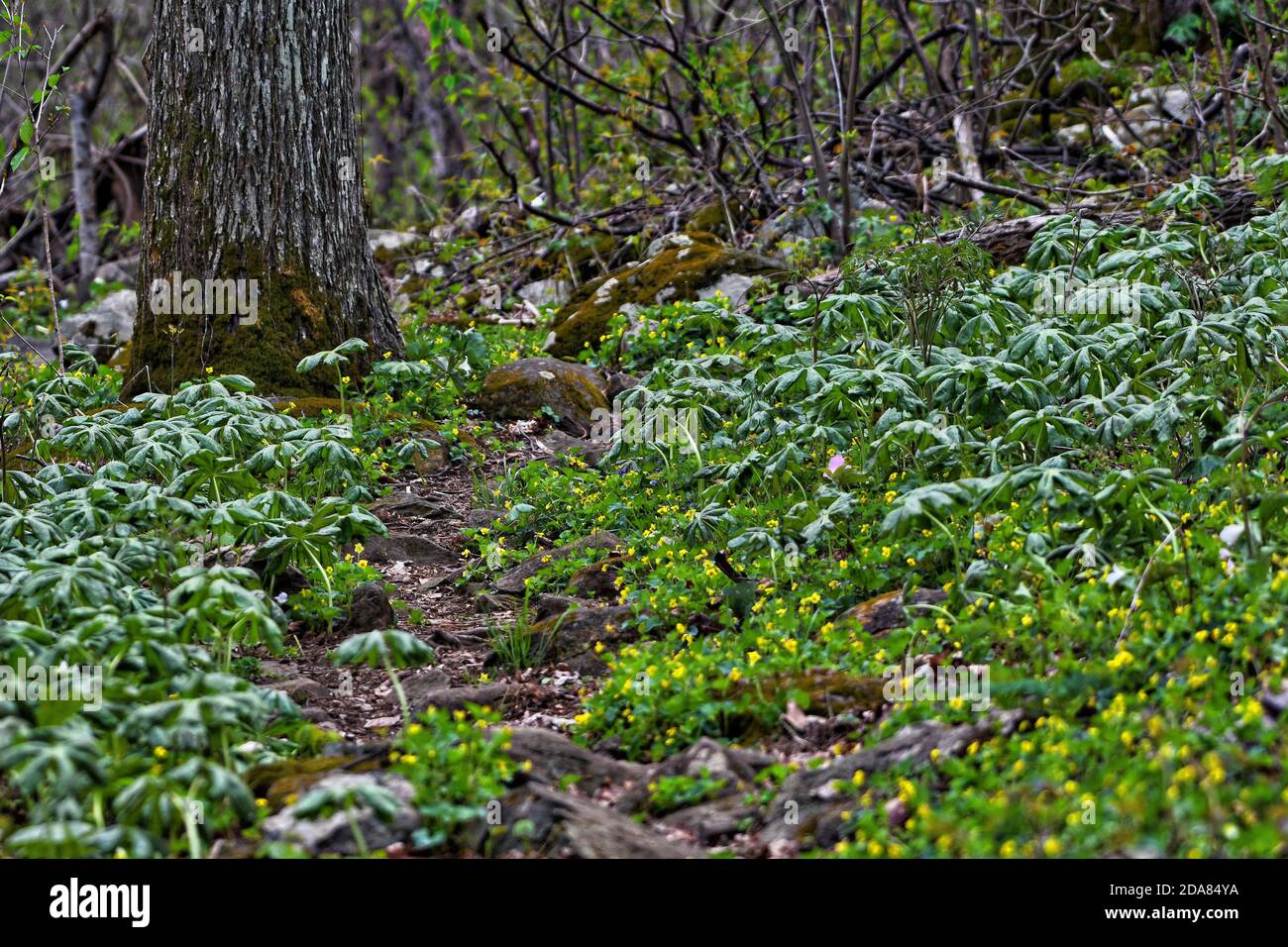 UNITED STATES - 04-20-2017: Spring is in full swing at G. Thompson ...