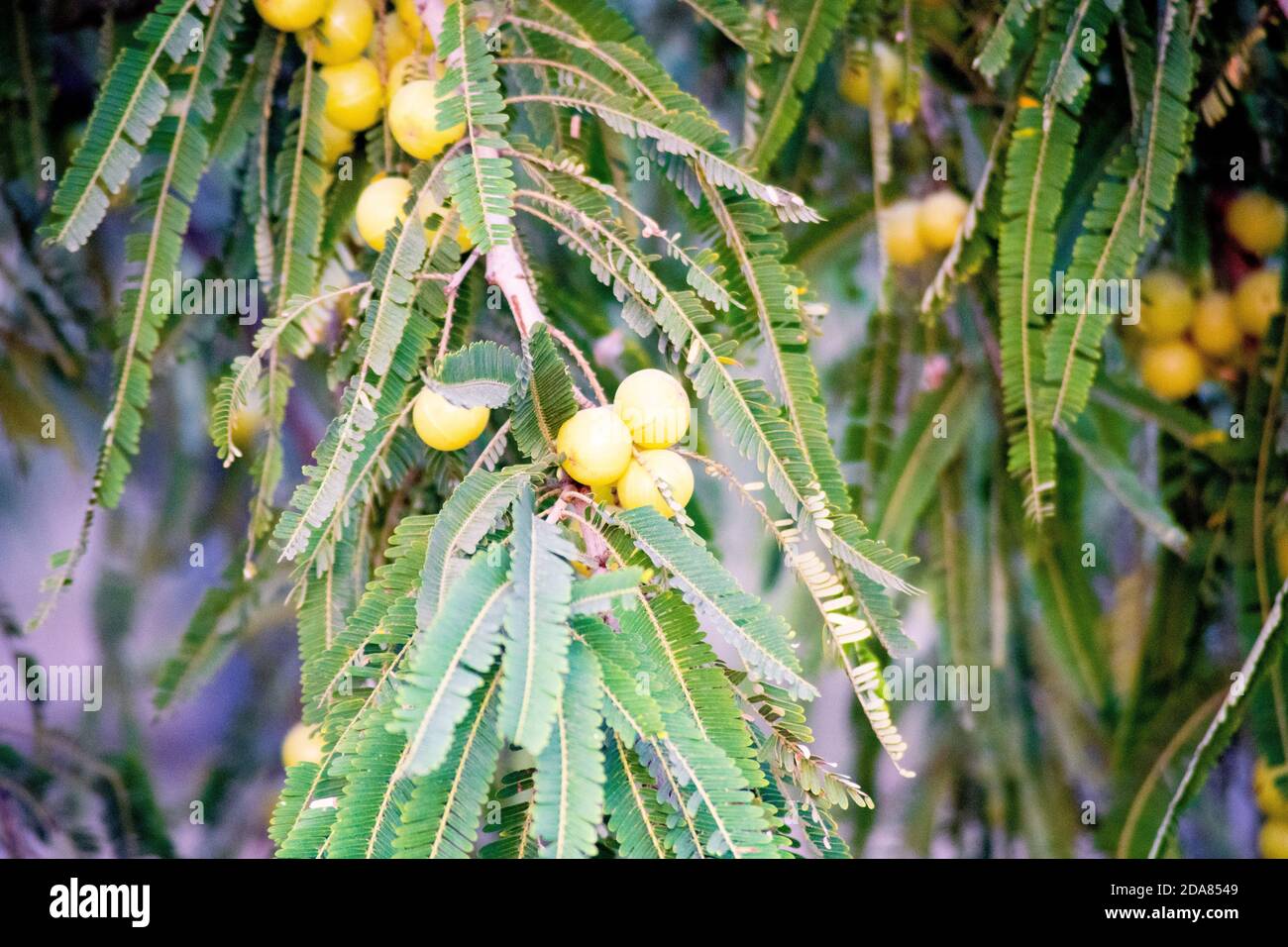 rack focus shot of wild amla trees with the wild super ghooseberry ripe ...