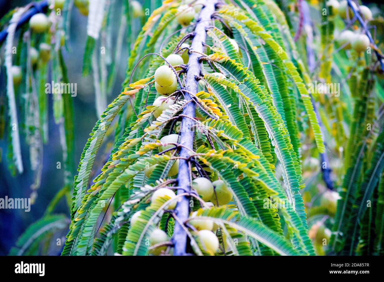 rack focus shot of wild amla trees with the wild super ghooseberry ripe ...