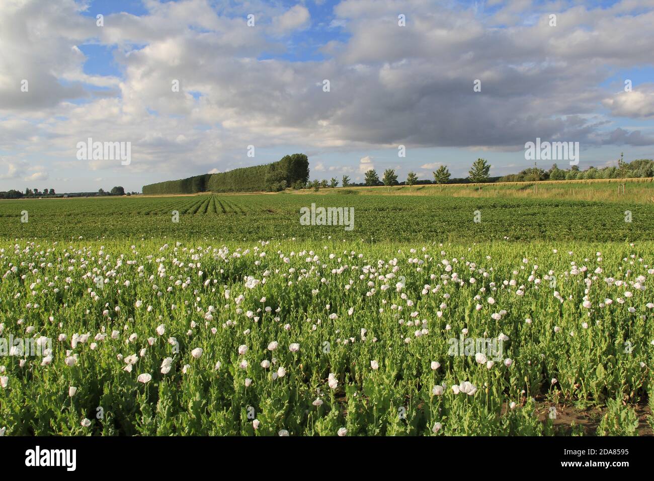 a dutch agricultural landscape with potato plants and a white blooming ...