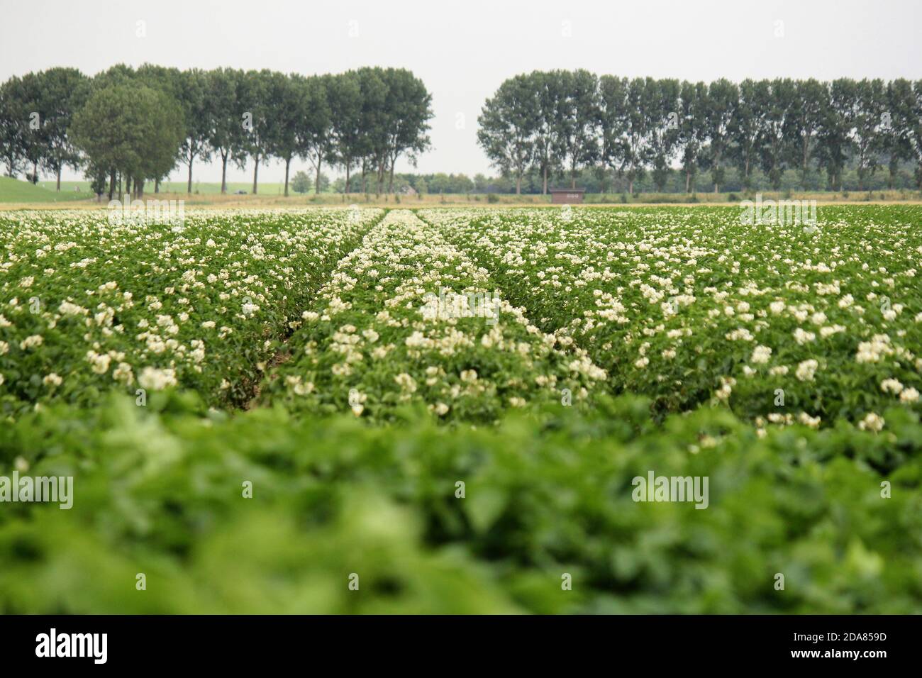 Potato Flower Field