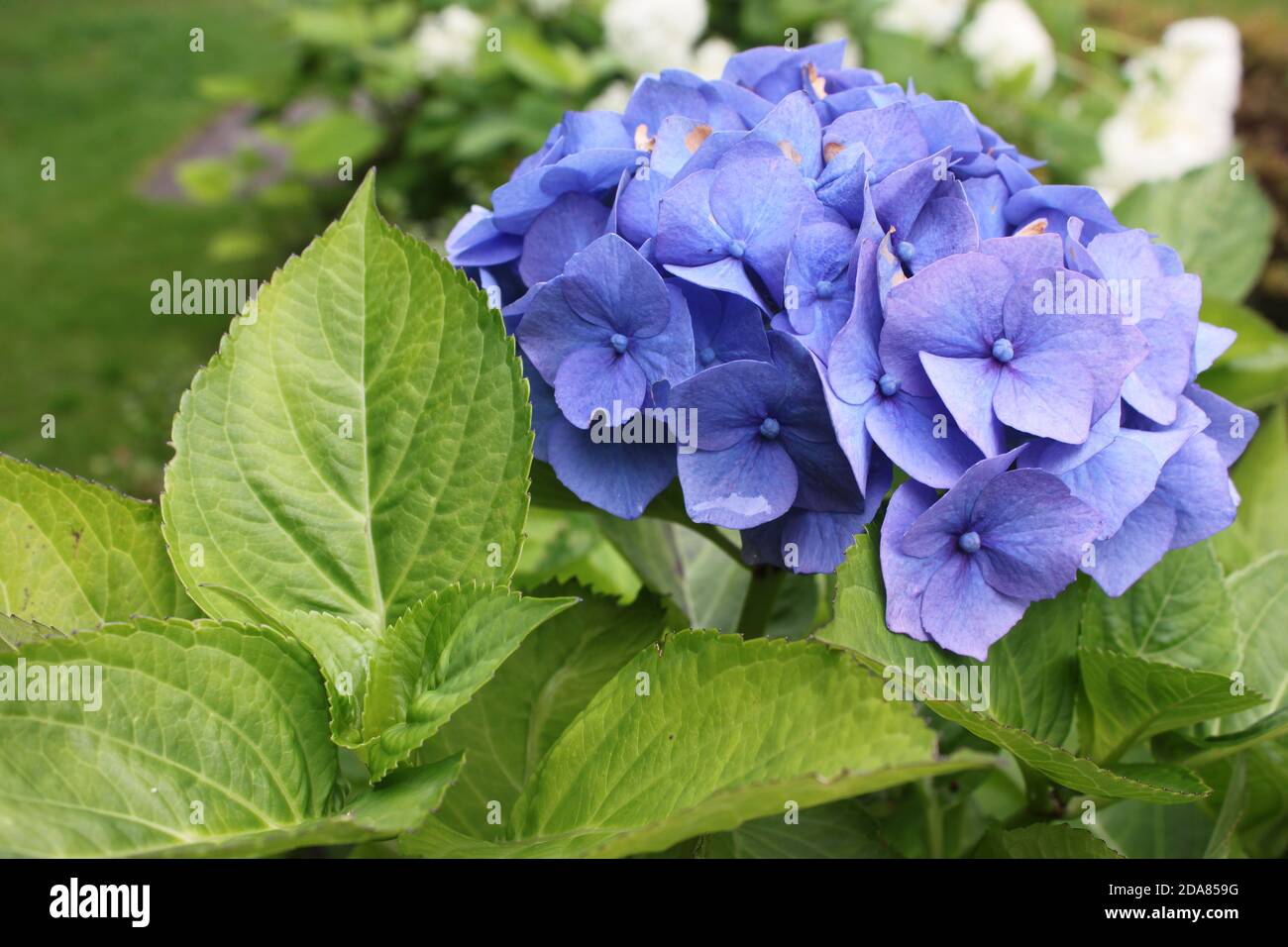 Big Leaf Hydrangea High Resolution Stock Photography and Images - Alamy