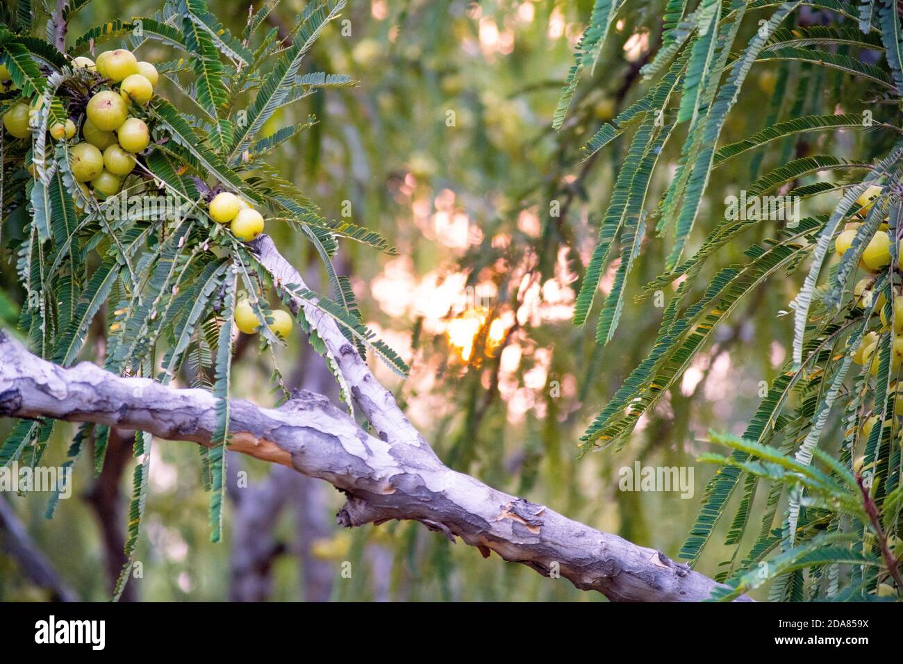 rack focus shot of wild amla trees with the wild super ghooseberry ripe ...