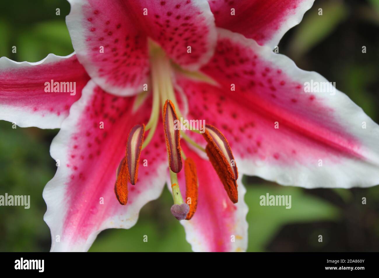 Wellness Plants Lily High Resolution Stock Photography and Images - Alamy