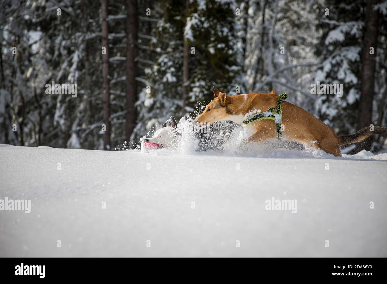 2 Dogs playing in the snow Stock Photo - Alamy