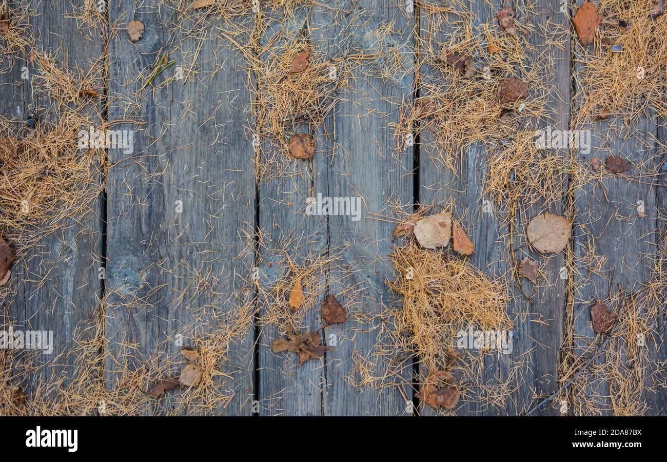 The branches of the fallen spruce texture of The branches of the fallen ...