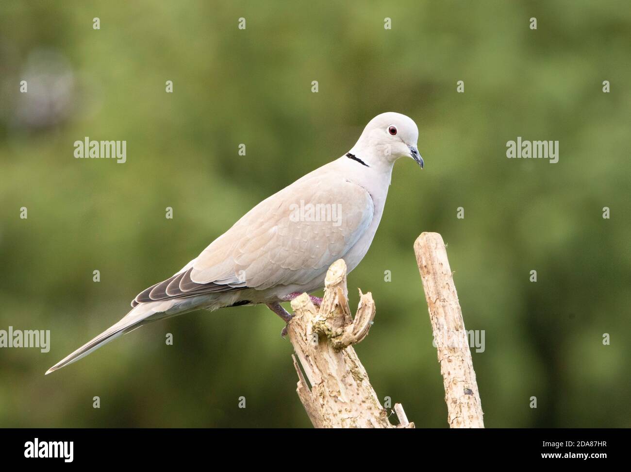 Spring bird coo hi-res stock photography and images - Alamy