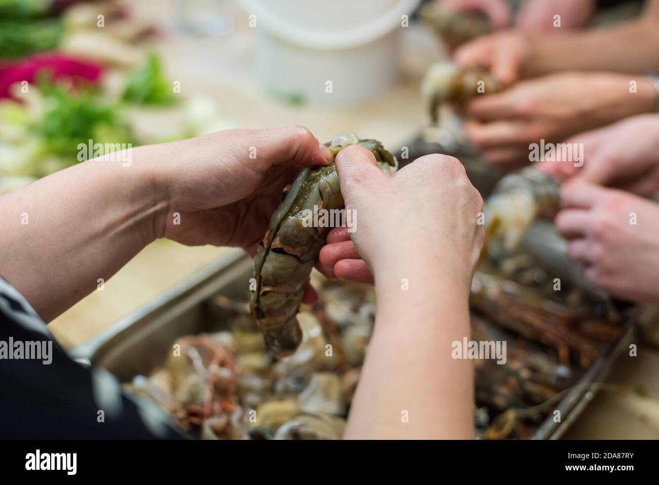 Human hands breaking up shell of Norway lobster in kitchen during ...