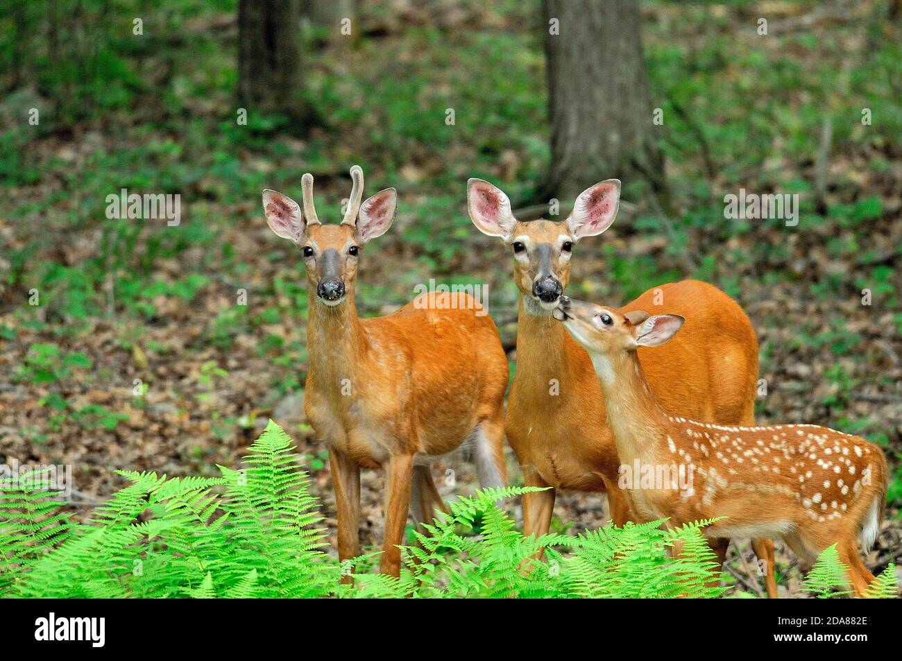 Pennsylvania doe hi-res stock photography and images - Alamy