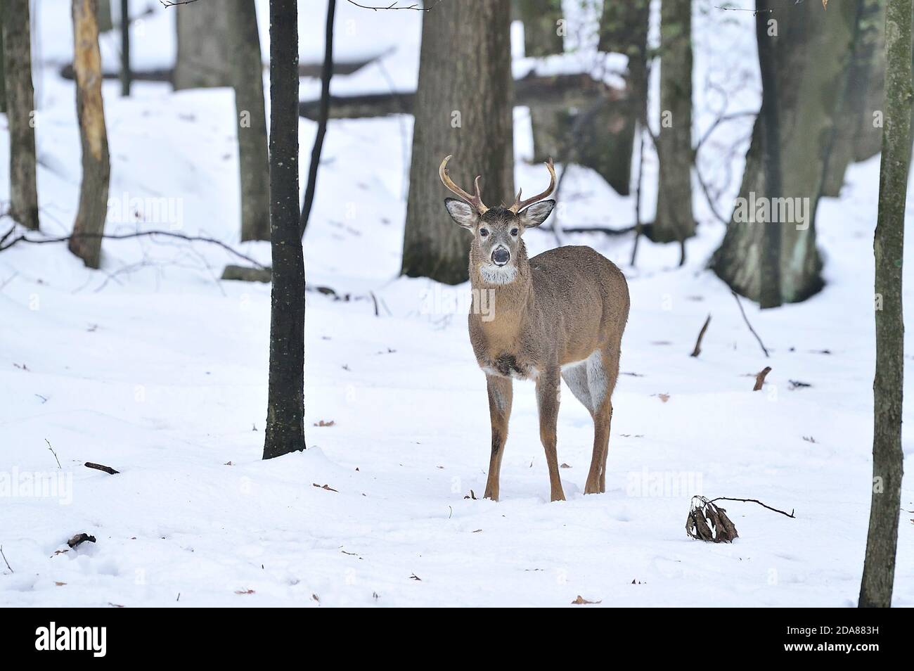 Whitetail deer in pennsylvania hi-res stock photography and images - Alamy
