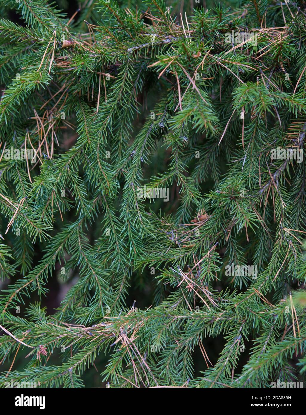 Branches of green fir tree. Background A branch of green fir tree close ...