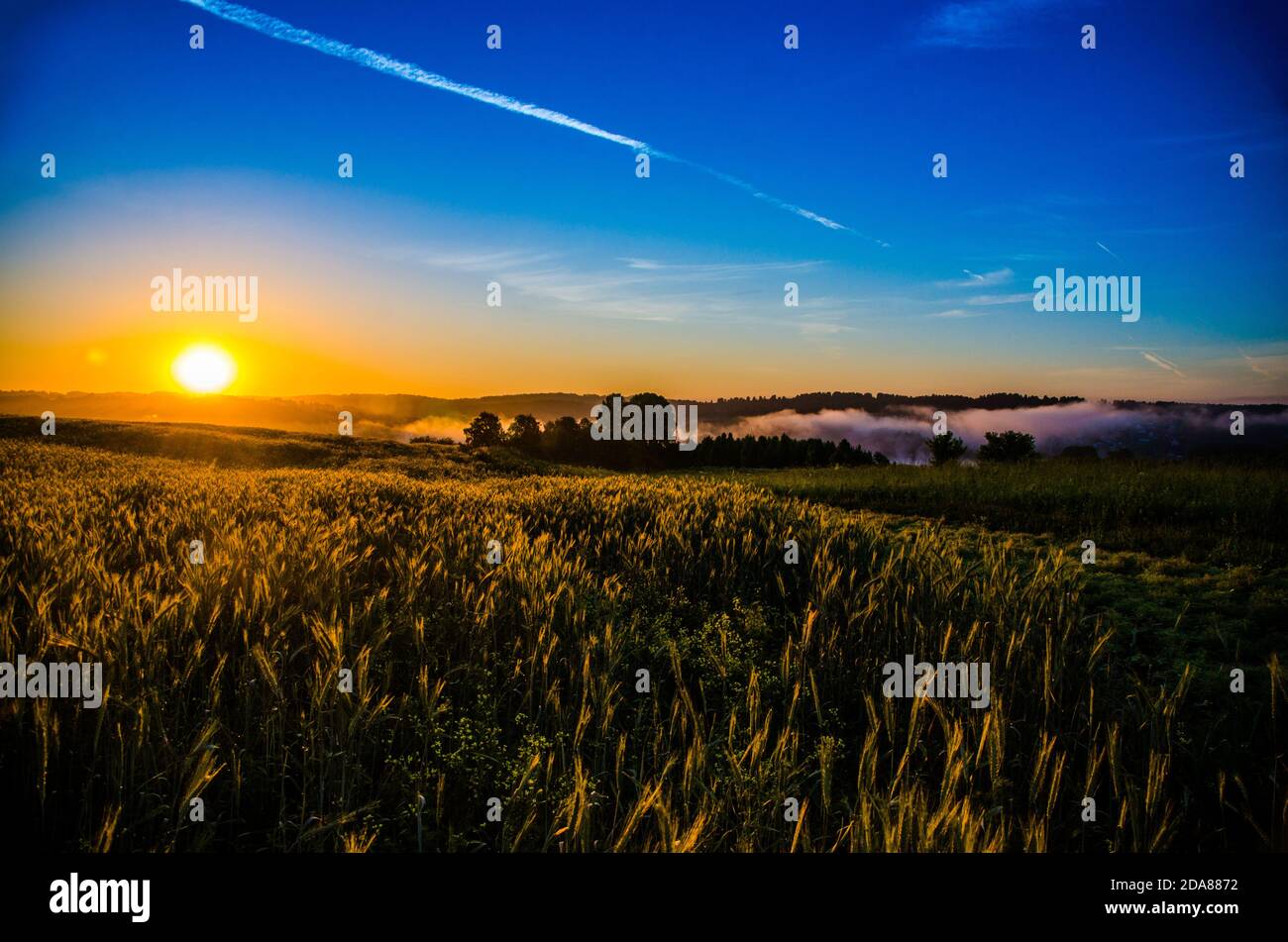 early morning. Juicy green meadow. Cereal fields Stock Photo - Alamy
