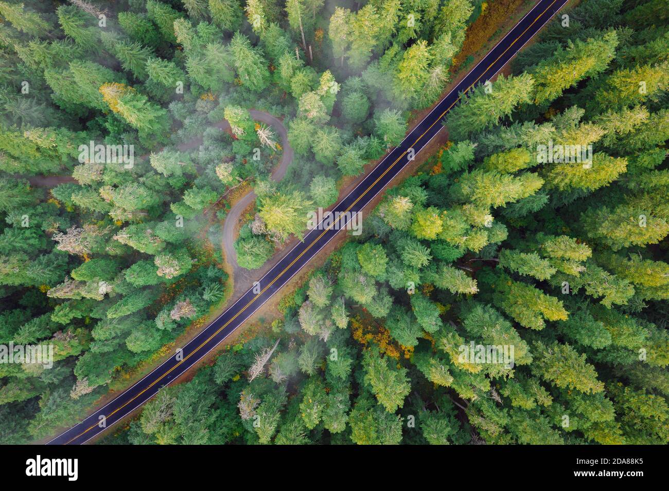 Beautiful forest from above Stock Photo - Alamy